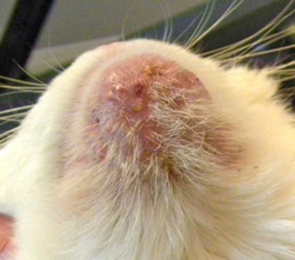 Cats Need Professional Groomers Just Like Dogs And Here s Why Catster Cats Need Professional Groomers Just Like Dogs And Here s Why Catster