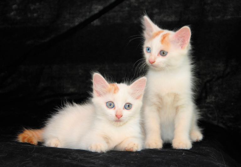 Turkish Van - dog and cat pet