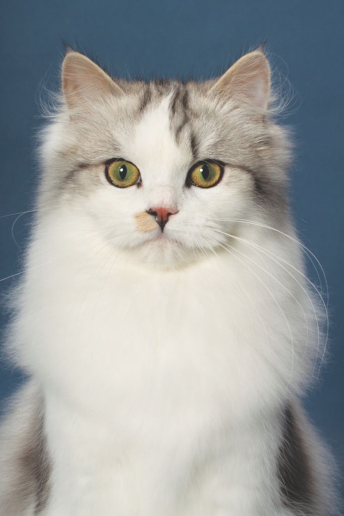 RagaMuffin - Catster