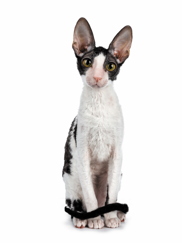 Cornish Rex - Catster