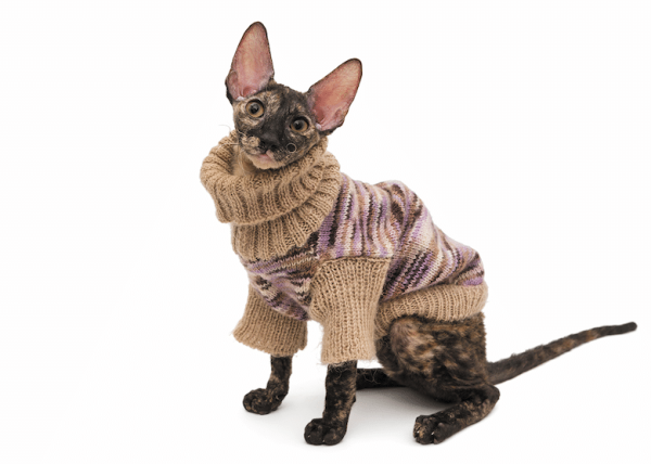 Cornish Rex - Catster