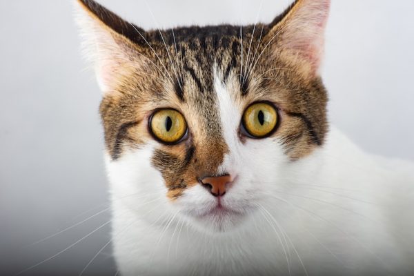 Cat Breeds | Cat Types | Catster