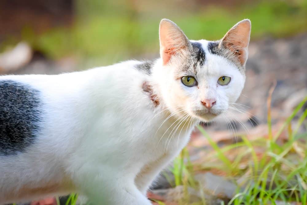 Javanese Cat Breed: Info, Pictures, Facts, & Characteristics - Catster