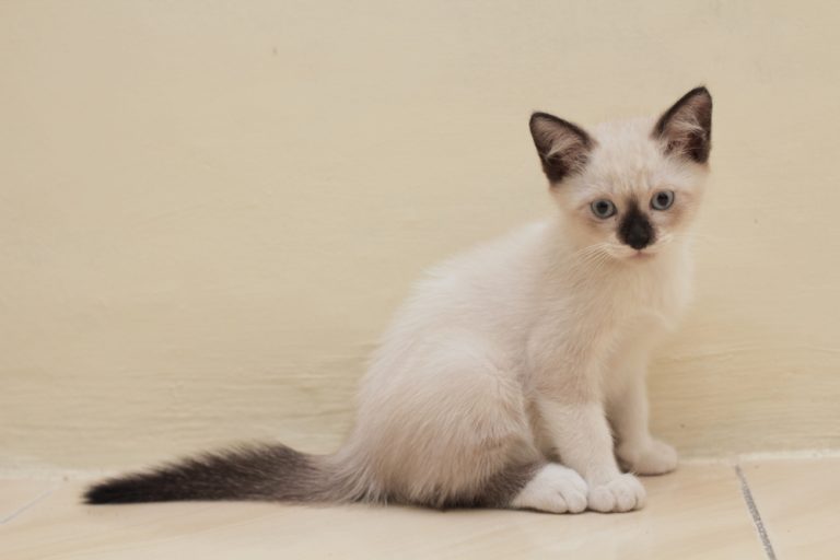Gato Cat Breed Info: Pictures, Temperament & Traits - Catster