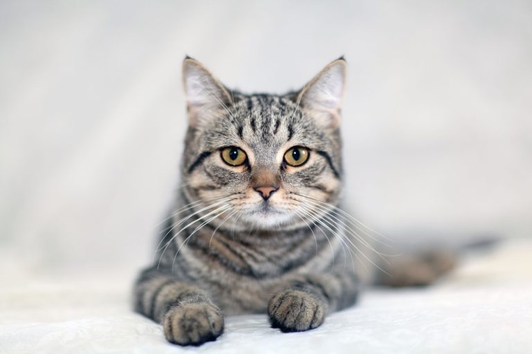 Why Do Tabby Cats Have an “M” on Their Forehead? Myth Vs Genetics (Vet ...