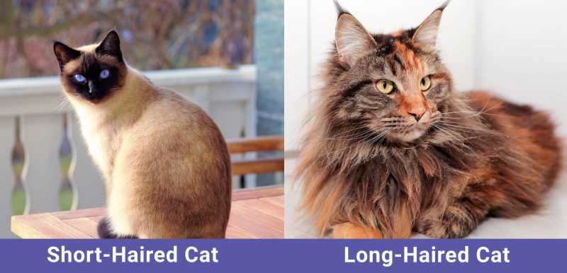 Short-Haired Cat vs. Long-Haired Cat: Vet-Verified Differences (With ...