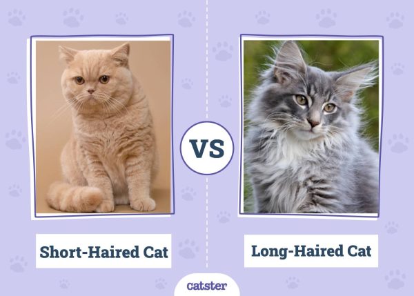 Short-Haired Cat vs. Long-Haired Cat: Vet-Verified Differences (With Pictures) - Catster