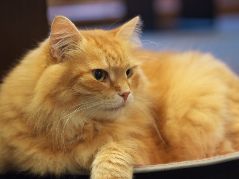 Munchkin Tabby Cat: Info, Pictures, Facts & History - Catster