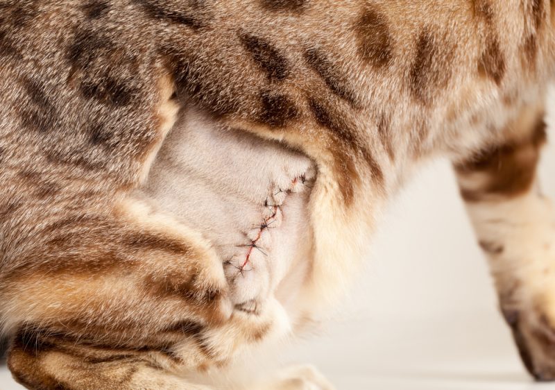 My Cat’s Spay Incision Slightly Opened: Should I Worry? Vet-Verified ...
