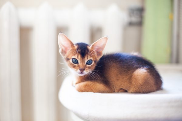 2-Month-Old Kitten: What to Expect & How to Care For Them - Catster