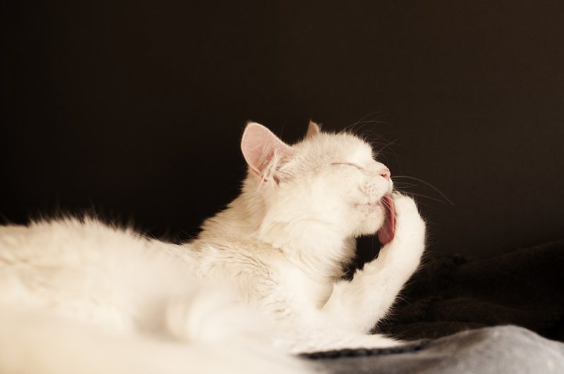 Why Is My Cat “Fur Mowing”? Vet-Reviewed Causes & Treatments Explained ...