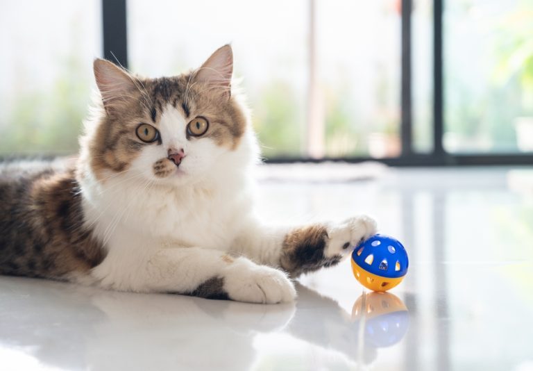 14 Ways to Provide Mental Stimulation for Cats: Vet-Reviewed ...