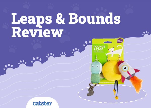Leaps and Bounds Cat Toys Review 2026: Pros, Cons & Final Verdict - Catster