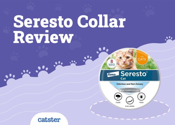 Seresto Flea & Tick Cat Collar Review in 2025: Pros & Cons - Catster