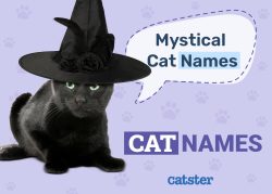 250+ Mystical & Magical Cat Names for Supernatural Felines - Catster