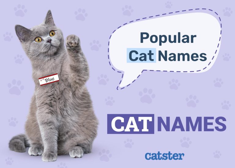 100+ Twin Cat Names for Best Friends & Siblings - Catster