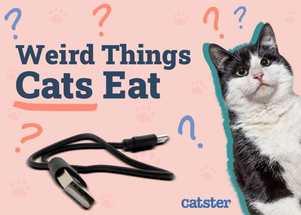 6 Weird Things Cats Eat: Vet-Reviewed Safety Tips & Considerations ...