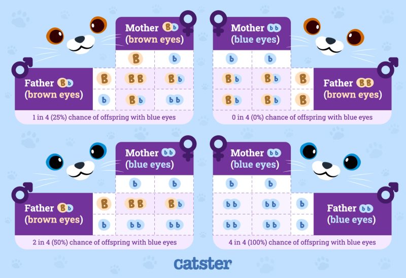 Can Orange Cats Be Female? Genetics & Rarity Explained - Catster