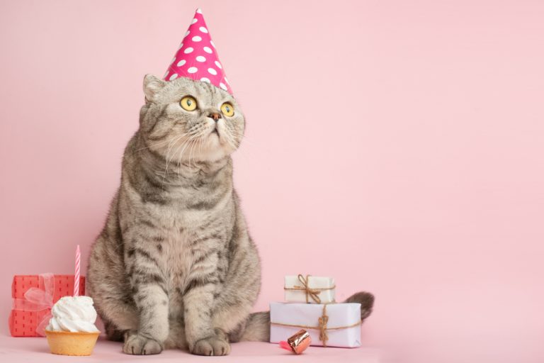 How to Throw a Cat Birthday Party for Your Kitty - Catster