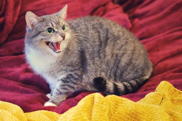 4 Angry Cat Sounds & Vet-Approved Tips on How to Calm Them - Catster