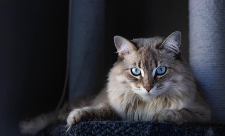 Should I Leave a Light on For My Cat? Vet-Approved Care Facts - Catster
