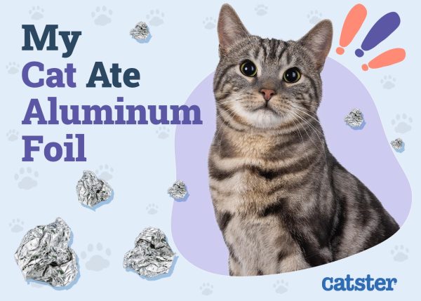 My Cat Ate Aluminum Foil, What to Do: Vet Approved Facts & FAQ - Catster