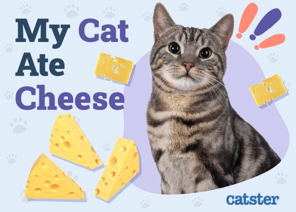 My Cat Ate Cheese: Vet Approved Advice on What to Do - Catster