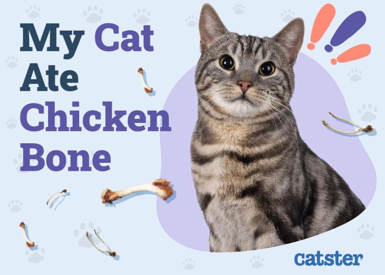 My Cat Ate a Chicken Bone! Here’s What to Do (Vet Answer) - Catster