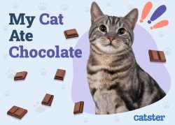 My Cat Ate Chocolate! Our Vet Explains Toxicity & What to Do - Catster