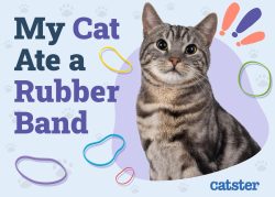 My Cat Ate a Rubber Band: Here’s What to Do (Vet Answer) - Catster