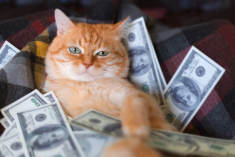 6 Cats Who Inherited Fortunes - List of The Richest Cats In The World ...