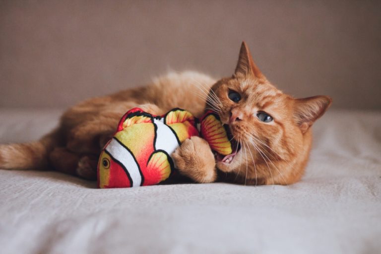 Pica in Cats: Vet-Verified Signs, Causes & Tips for Managing This ...