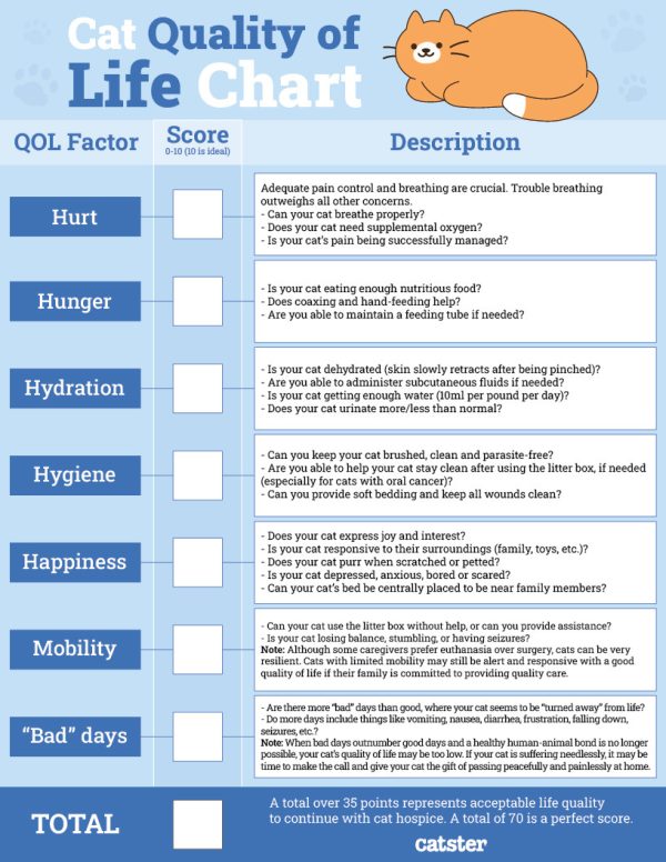 Cat Quality of Life Scale: Making End-of-Life Decisions (Vet Answer ...