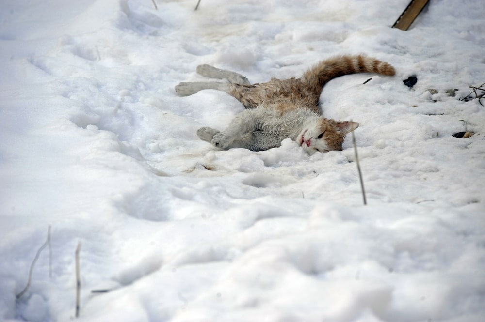 5 Ways to Memorialize Your Cat - Catster