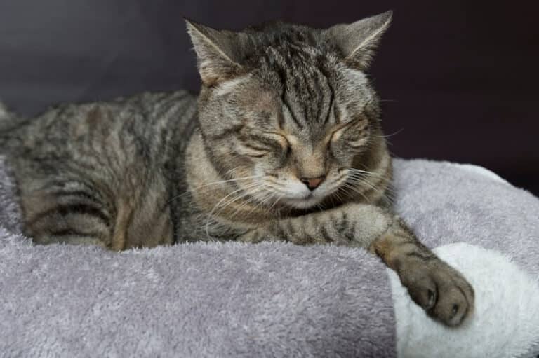 Cat Quality of Life Scale: Making End-of-Life Decisions (Vet Answer ...