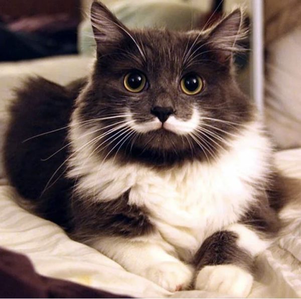 10 Cats With Mustaches in Honor of Movember (With Pictures) - Catster