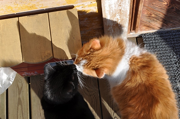 Cat Sniffing