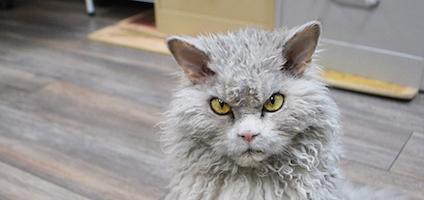 Pompous Albert Memes