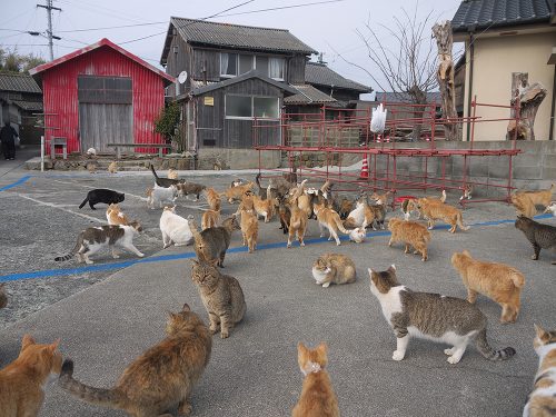 Aoshima, Japan's Cat Island: A Visitor's Guide - Catster