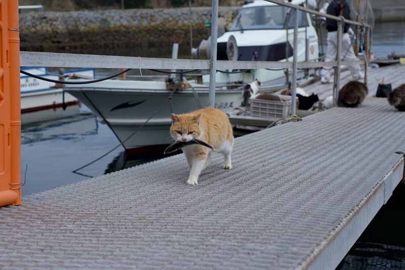 Aoshima, Japan's Cat Island: A Visitor's Guide - Catster