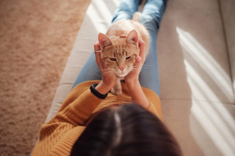 How to Calm an Angry Cat: 7 Vet-Approved Steps & Tips - Catster