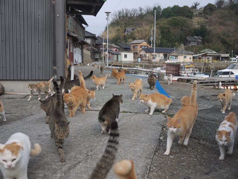 Aoshima, Japan's Cat Island: A Visitor's Guide - Catster