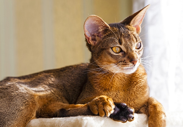 8 High-Energy Cat Breeds That Are Most Dog-Like - Catster