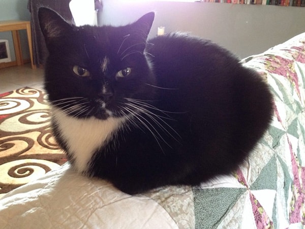 5 Things My Cats Say Behind My Back - Catster