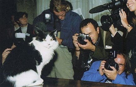 Socks the Cat sitting behind President Clinton's desk in the Oval ...