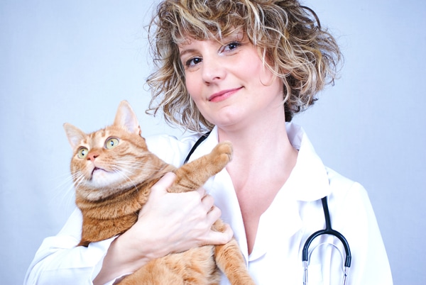 5 Ways to Turn Your Obsession with Cats Into an Actual Job - Catster