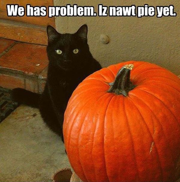 It’s Pi Day! We Celebrate With Cats and Delicious Pie - Catster