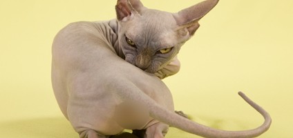 10 Cats Who Are Having a Worse Hump Day Than You Are - Catster