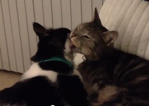 One Minute of Serious Kitty Smooching - Catster