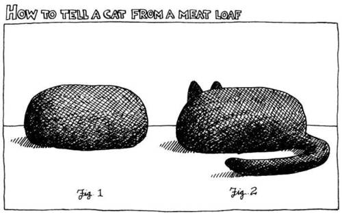 How to Tell a Cat from a Meatloaf - Catster